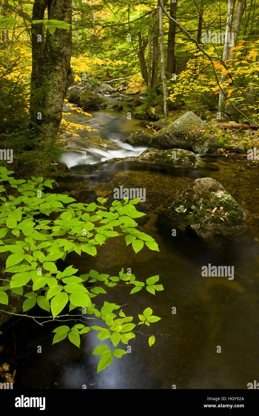 A stream in fall in a forest in Grafton, New Hampshire Stock Photo - Alamy