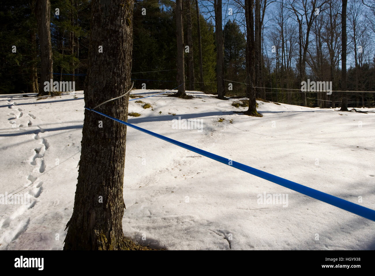 Sap tubing hi-res stock photography and images - Alamy