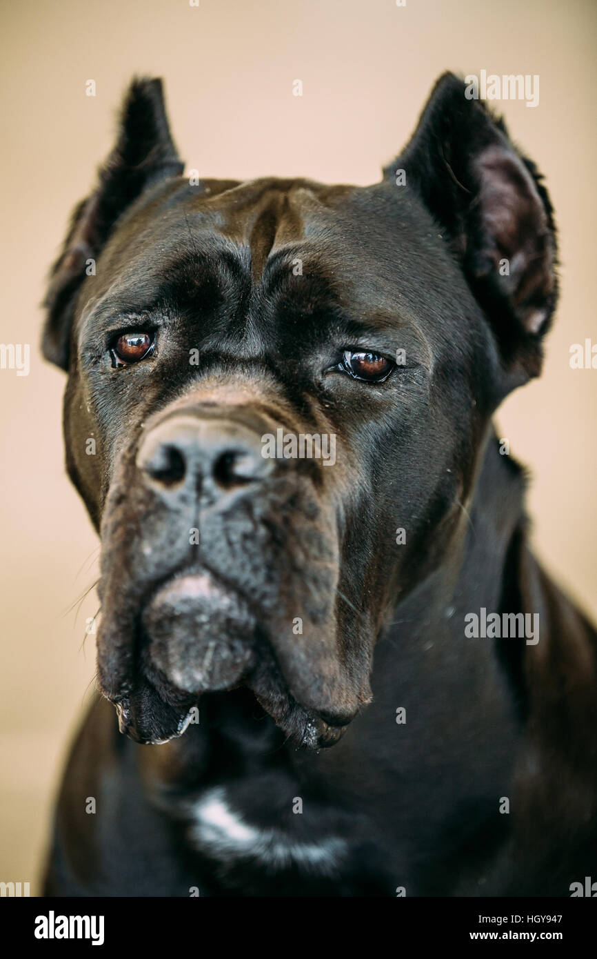 Adult cane corso hi-res stock photography and images - Alamy