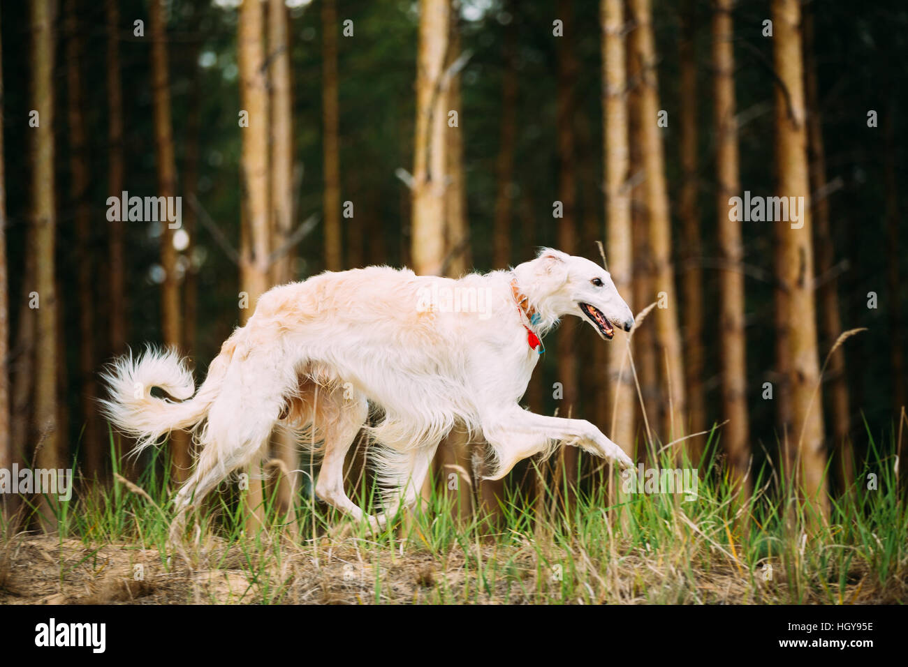 White Russian Borzoi - Hunting Dog Running In Autumn Forest. These Dogs ...
