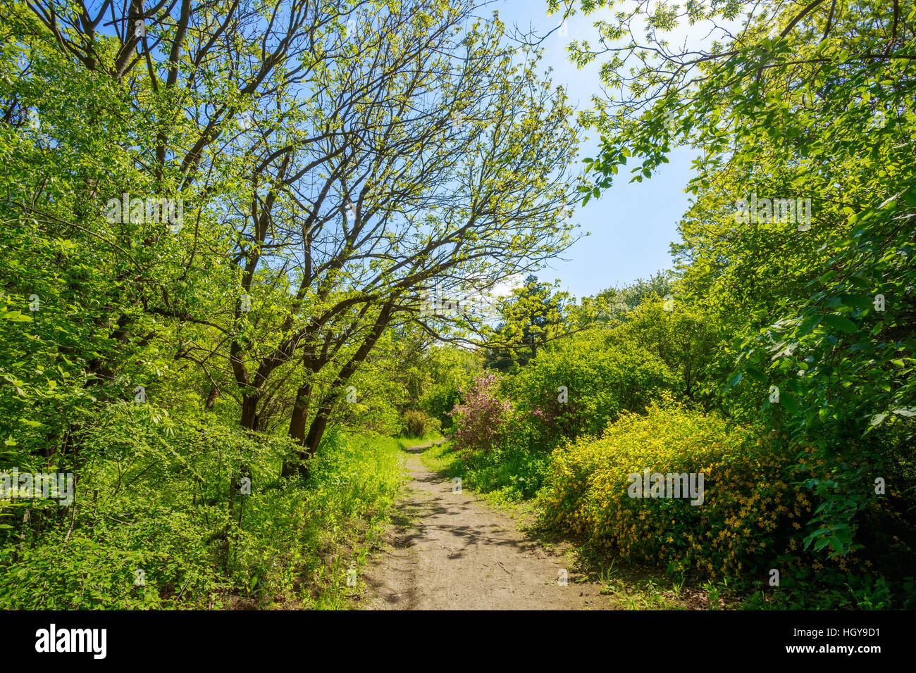 Beautiful Countryside Sandy Road Lane Path Way Through Summer Deciduous ...