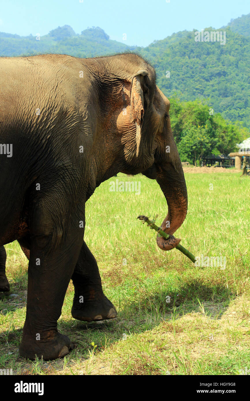 Asian elephant trunk hi-res stock photography and images - Alamy