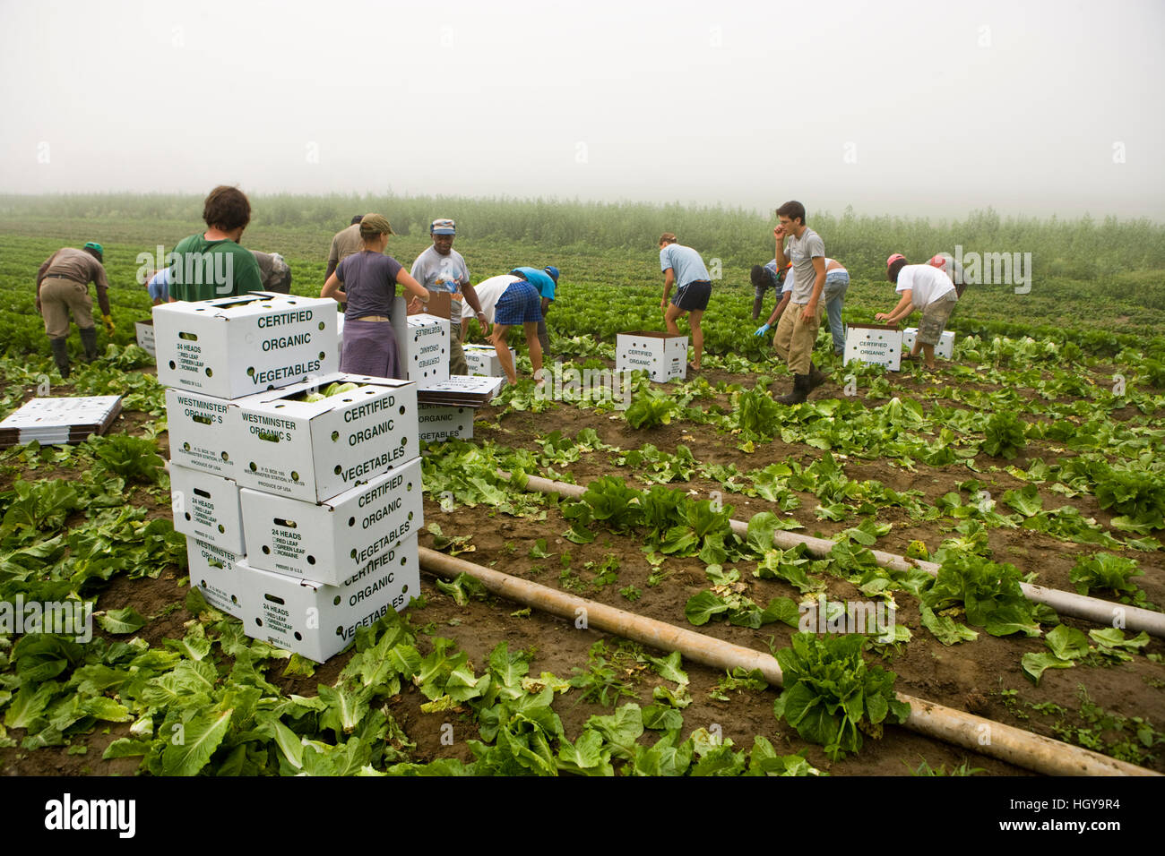 Farmhands harvest organic lettuce at the Harlow Farm in Westminster ...