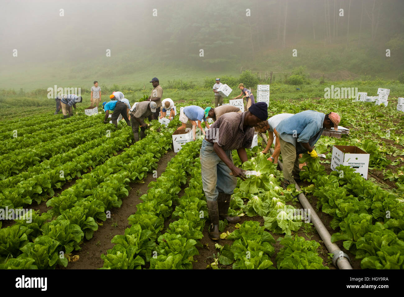 Farmhands harvest organic lettuce at the Harlow Farm in Westminster ...