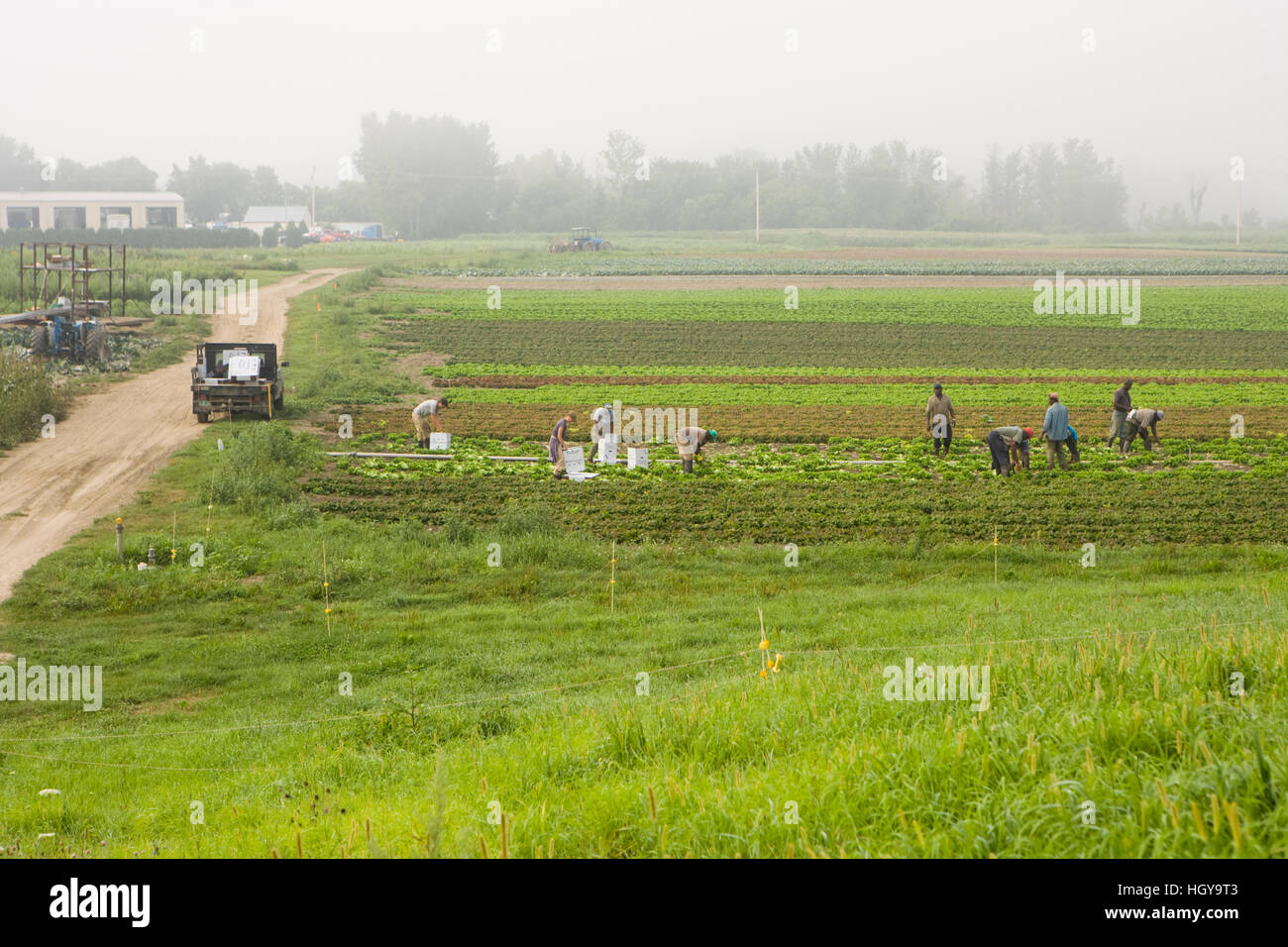 Farmhands harvest organic lettuce at the Harlow Farm in Westminster ...