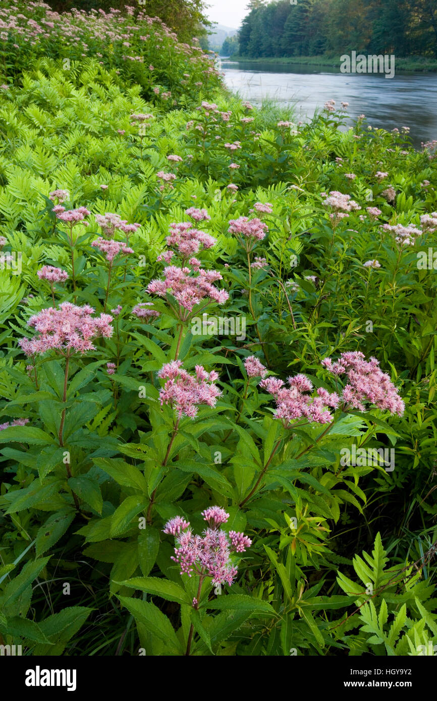 Joe Pye Weed Eupatorium Fistulosum