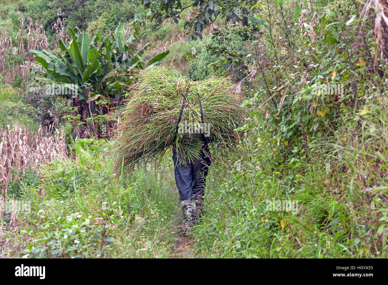 Rice field after harvesting hi-res stock photography and images - Alamy