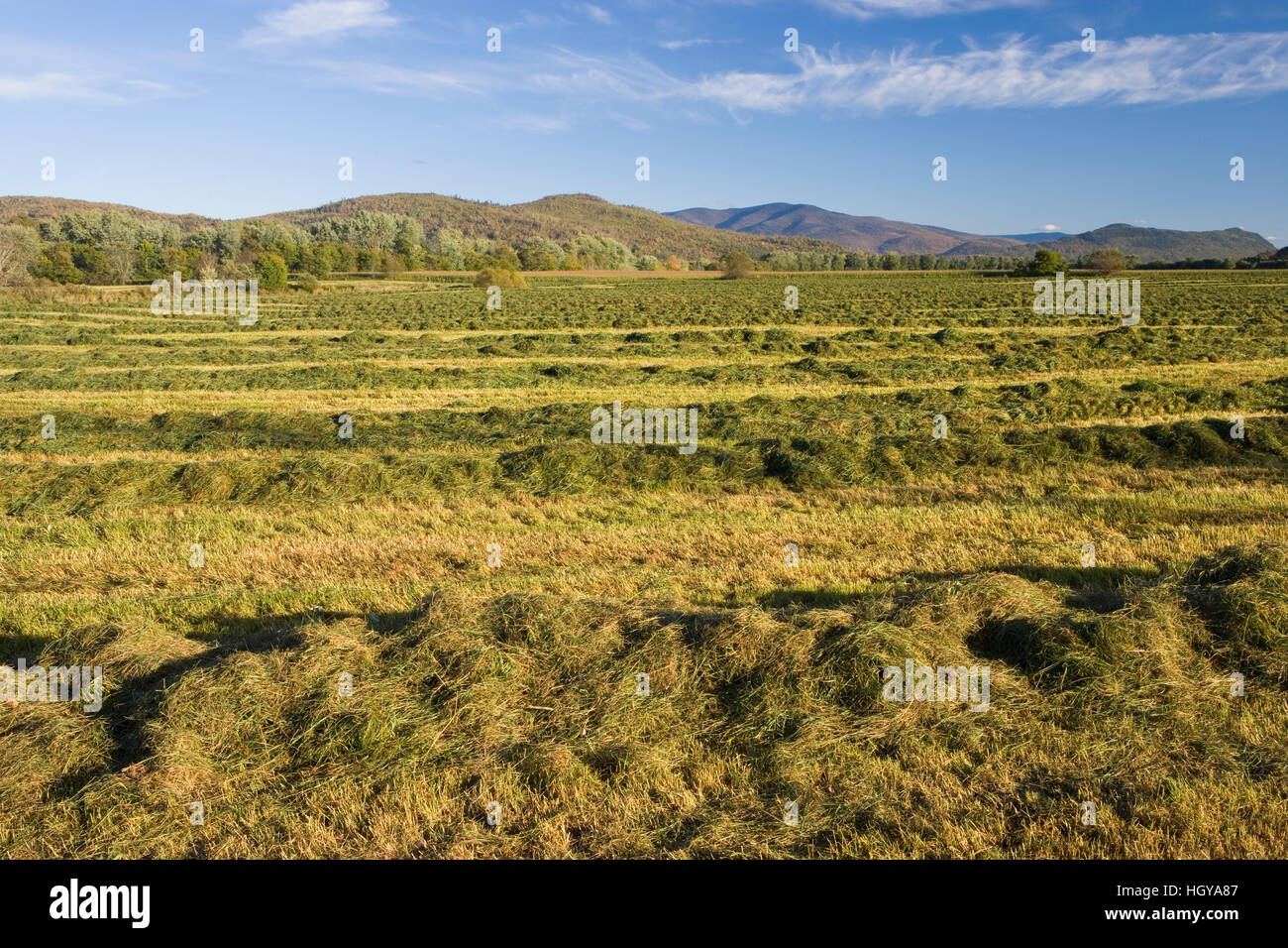 A hay field in Maidstone, Vermont Stock Photo - Alamy