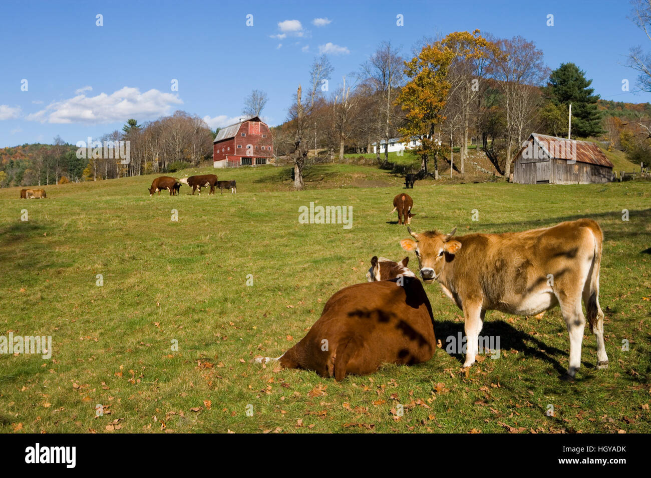 Vermont cows in field hi-res stock photography and images - Alamy