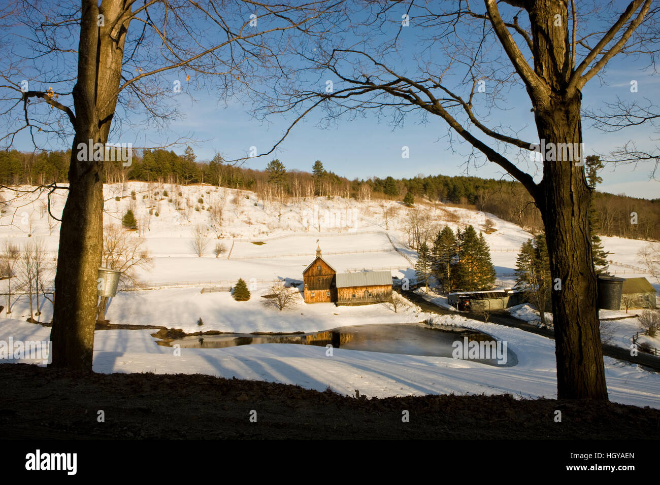 Sugar tree hi-res stock photography and images - Alamy