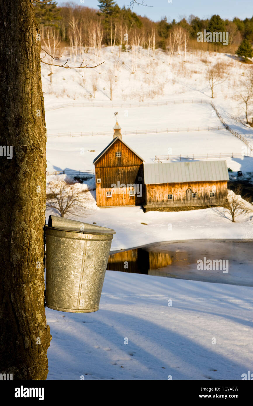 Sap buckets on maple trees on a farm in Pomfret, Vermont Stock Photo ...