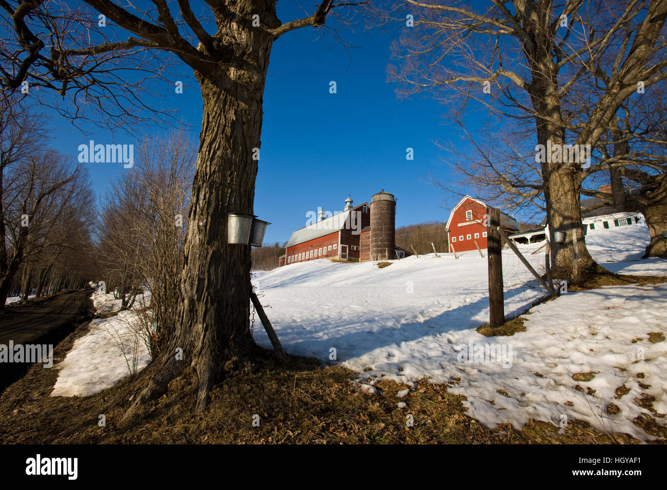 Sap buckets on maple trees on a farm in Pomfret, Vermont Stock Photo ...