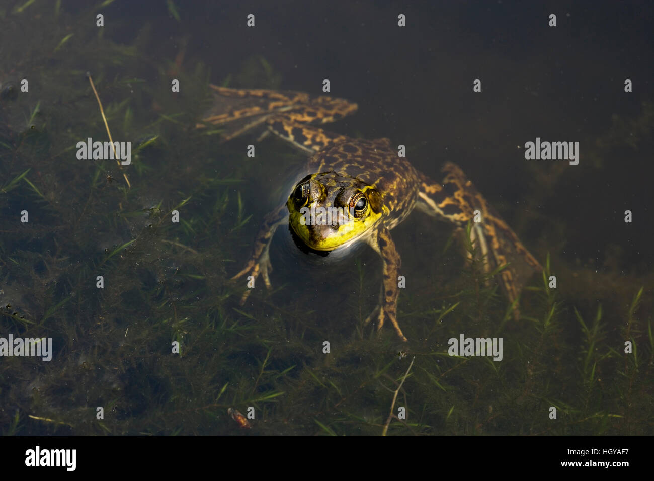 A green frog, Rana clamitans, in Scotts Bog, Pittsburg, New Hampshire ...