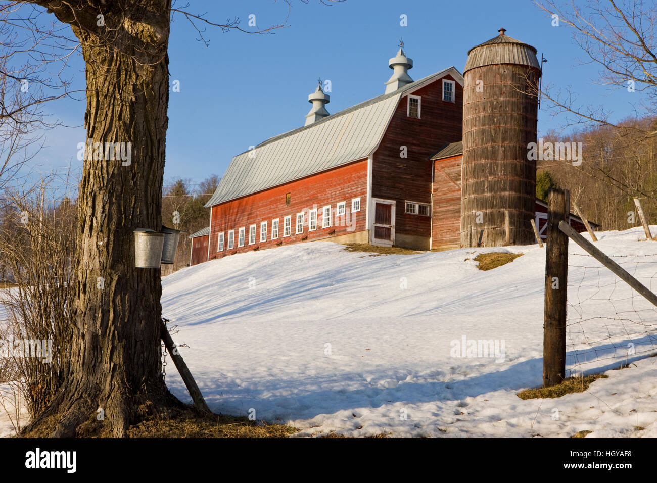 Sap buckets on maple trees on a farm in Pomfret, Vermont Stock Photo ...