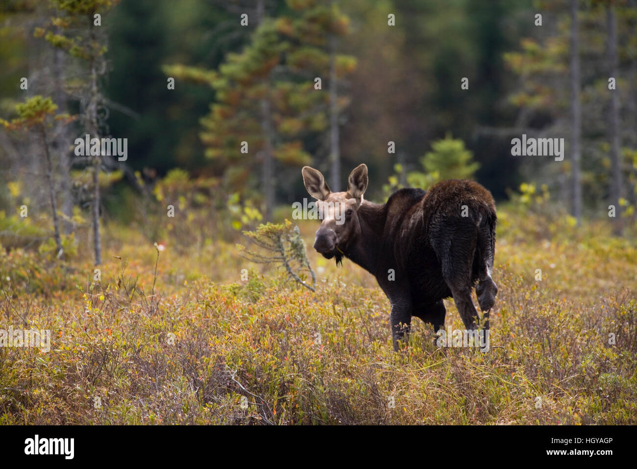 Connecticut river headwaters region hi-res stock photography and images ...