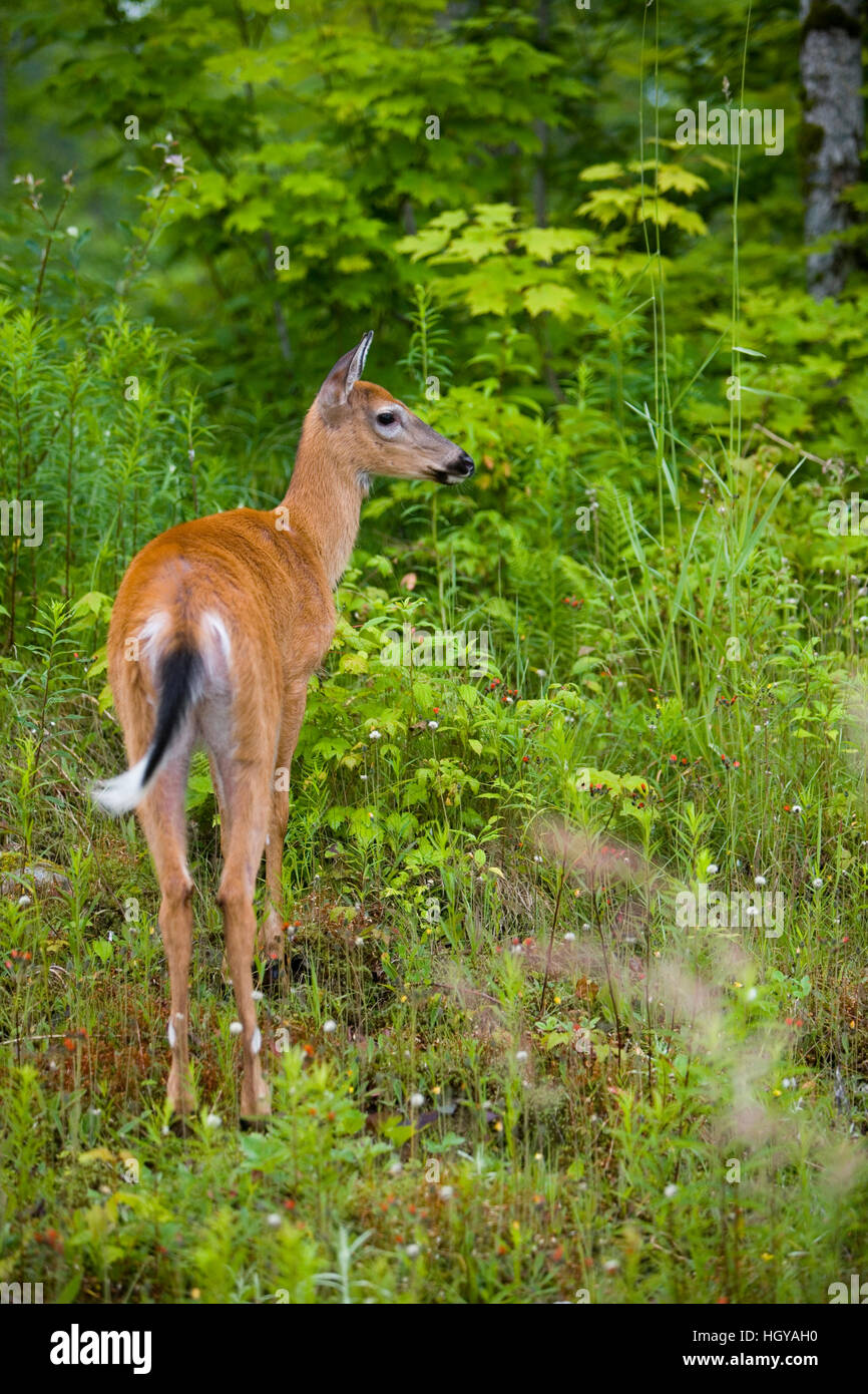 Connecticut deer hi-res stock photography and images - Alamy