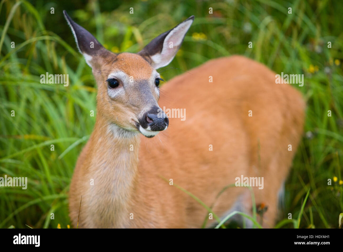 Connecticut river headwaters region hi-res stock photography and images ...