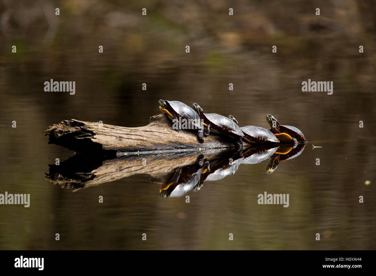 Eastern Painted turtles, Chrysemys picta picta, on a log in the ...