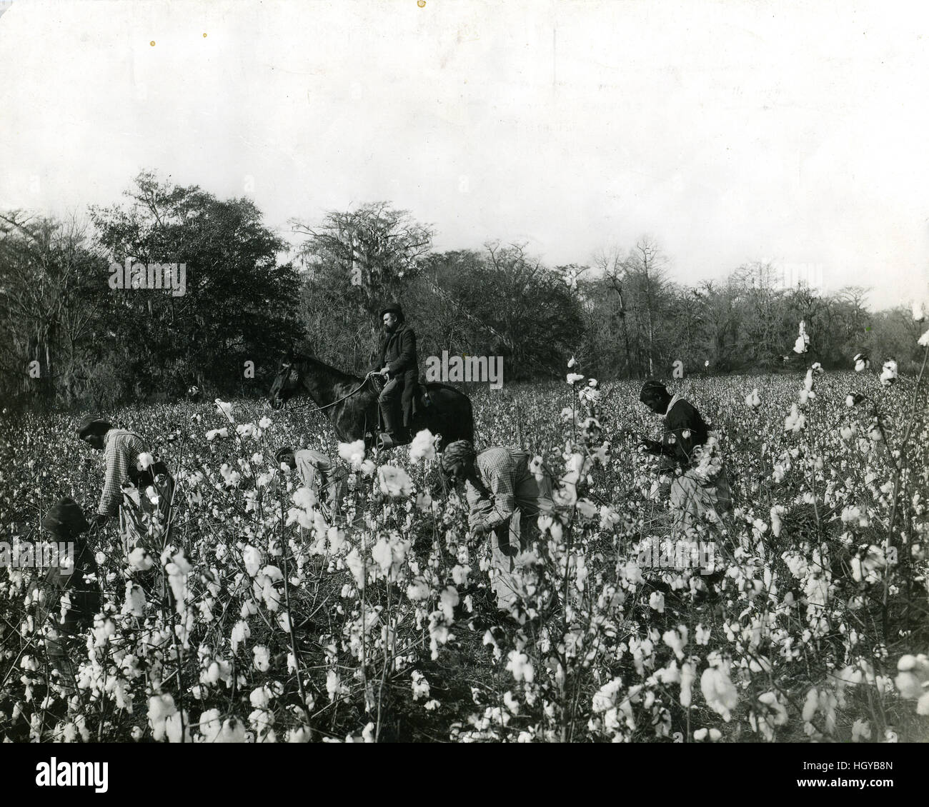 African-Americans picking cotton with white overseer on horseback ...