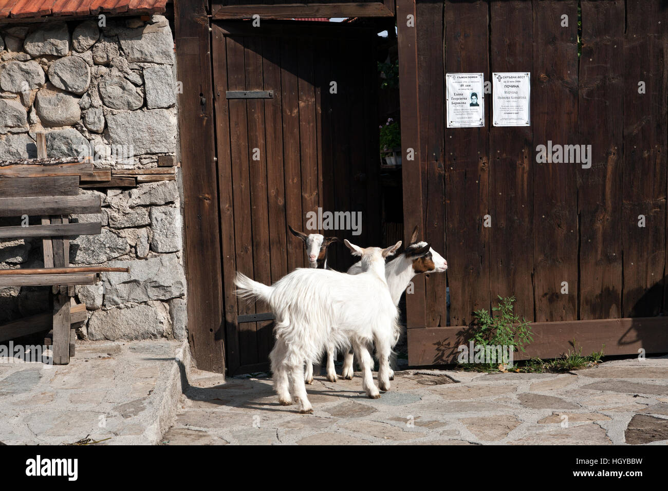 Goats on the street of Bansko city Bulgaria Stock Photo - Alamy