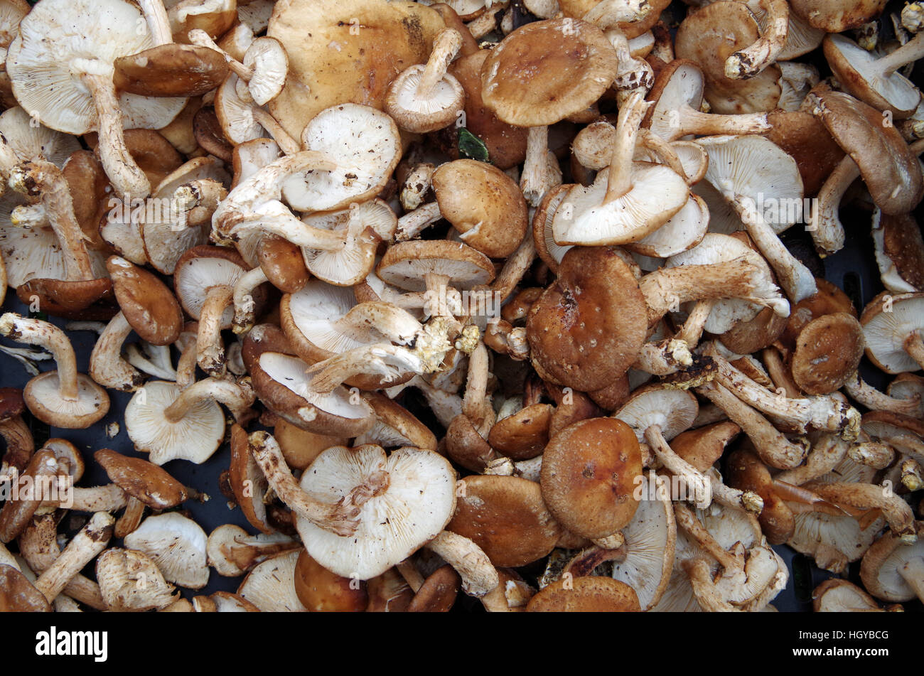 Fresh shiitake mushrooms hi-res stock photography and images - Alamy