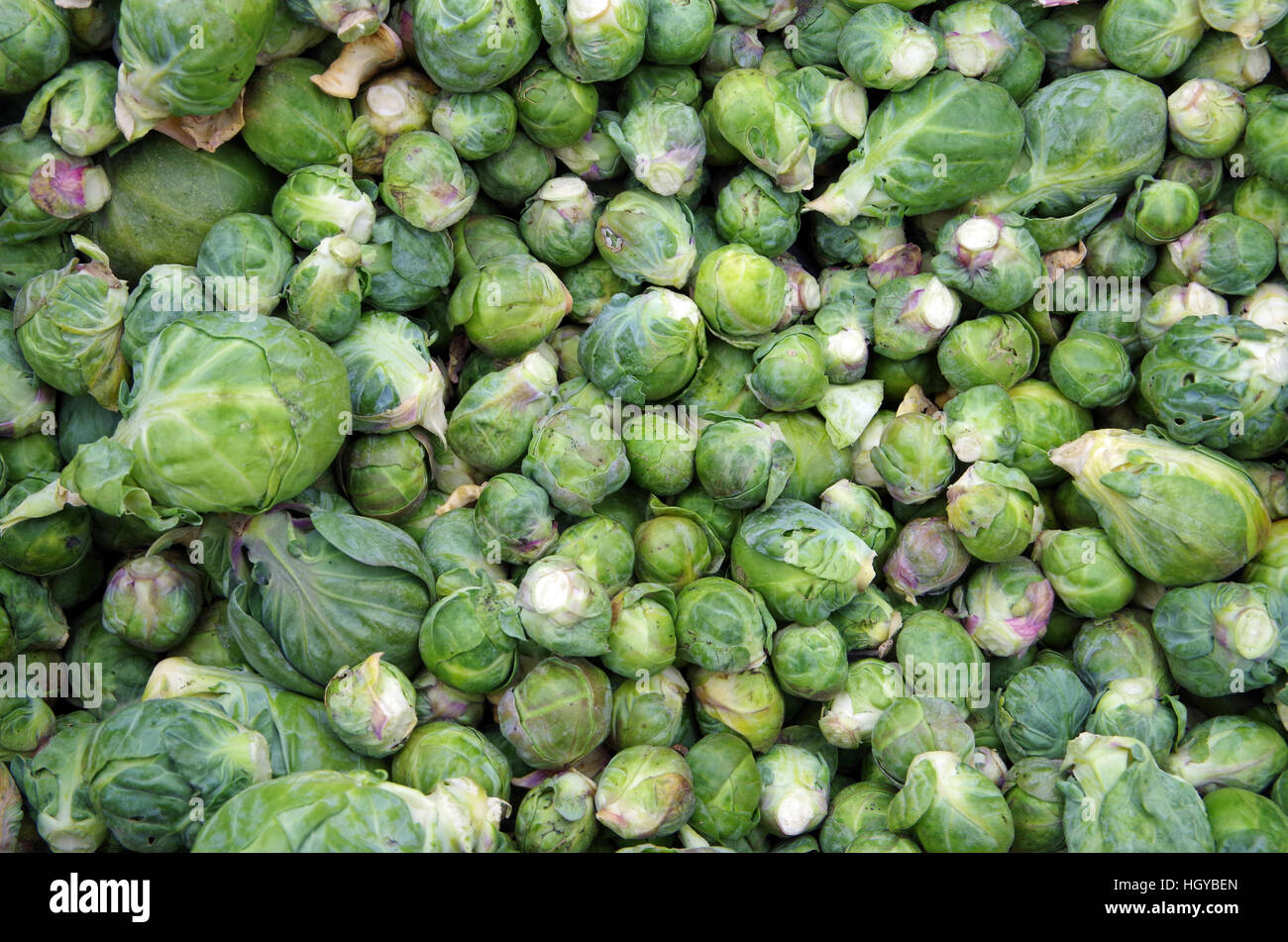 Growing sprouts hi-res stock photography and images - Alamy