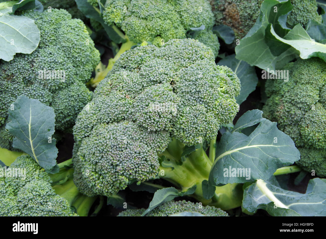 Farm fresh broccoli heads displayed for market Stock Photo - Alamy