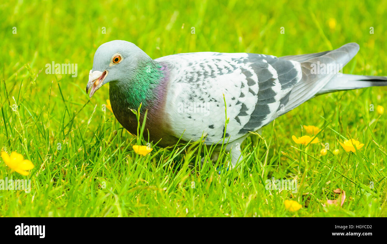 Racing pigeon hi-res stock photography and images - Alamy