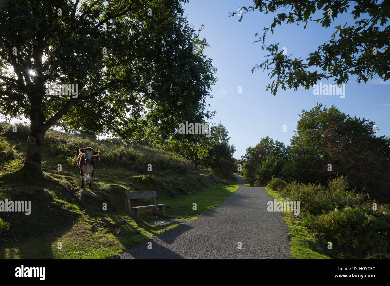 A curious Longhorn, part of the resident herd, beside a tarmac path ...