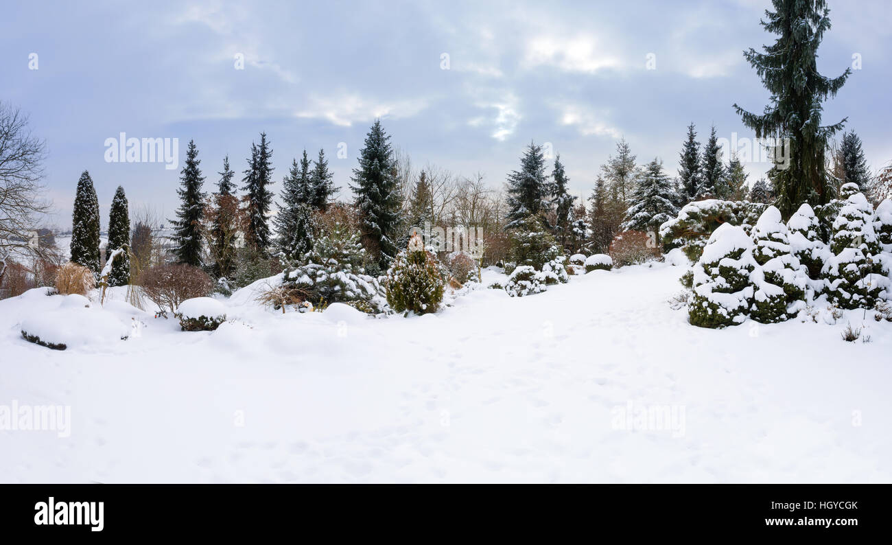 Beautiful evergreen winter garden with conifers covered by fresh snow ...