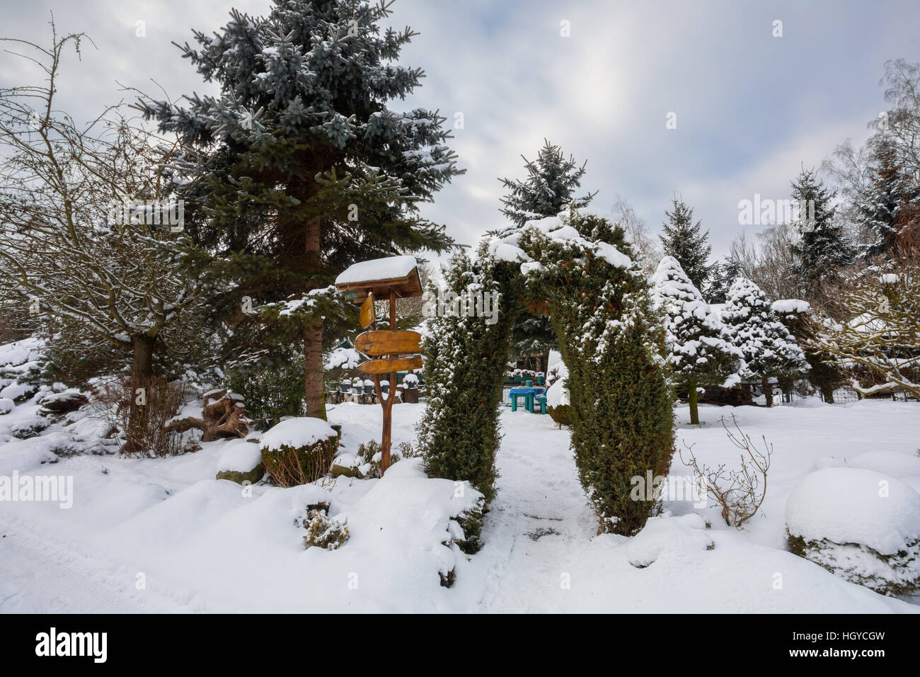Beautiful evergreen winter garden with conifers covered by fresh snow ...