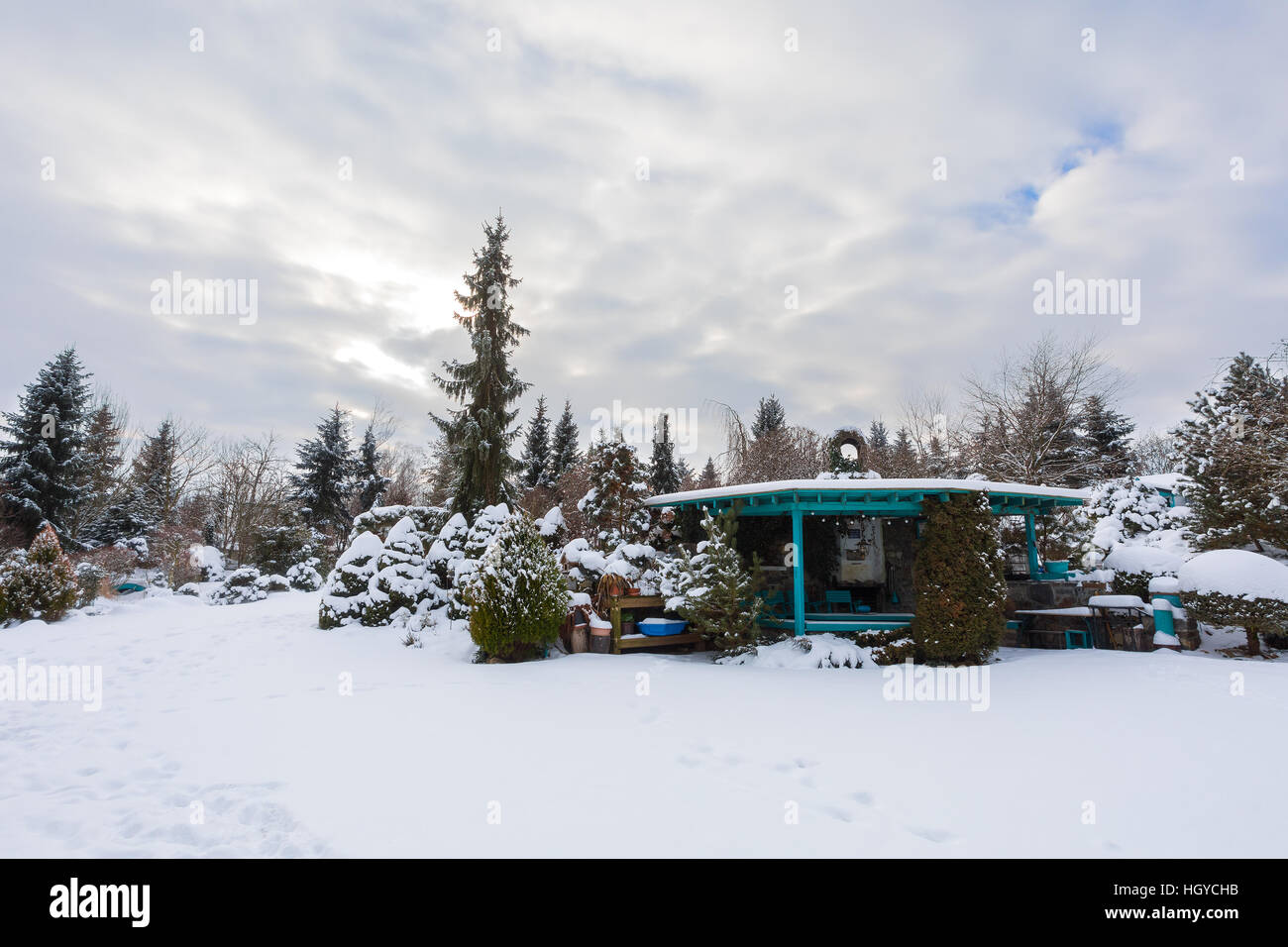 Beautiful evergreen winter garden with conifers covered by fresh snow ...
