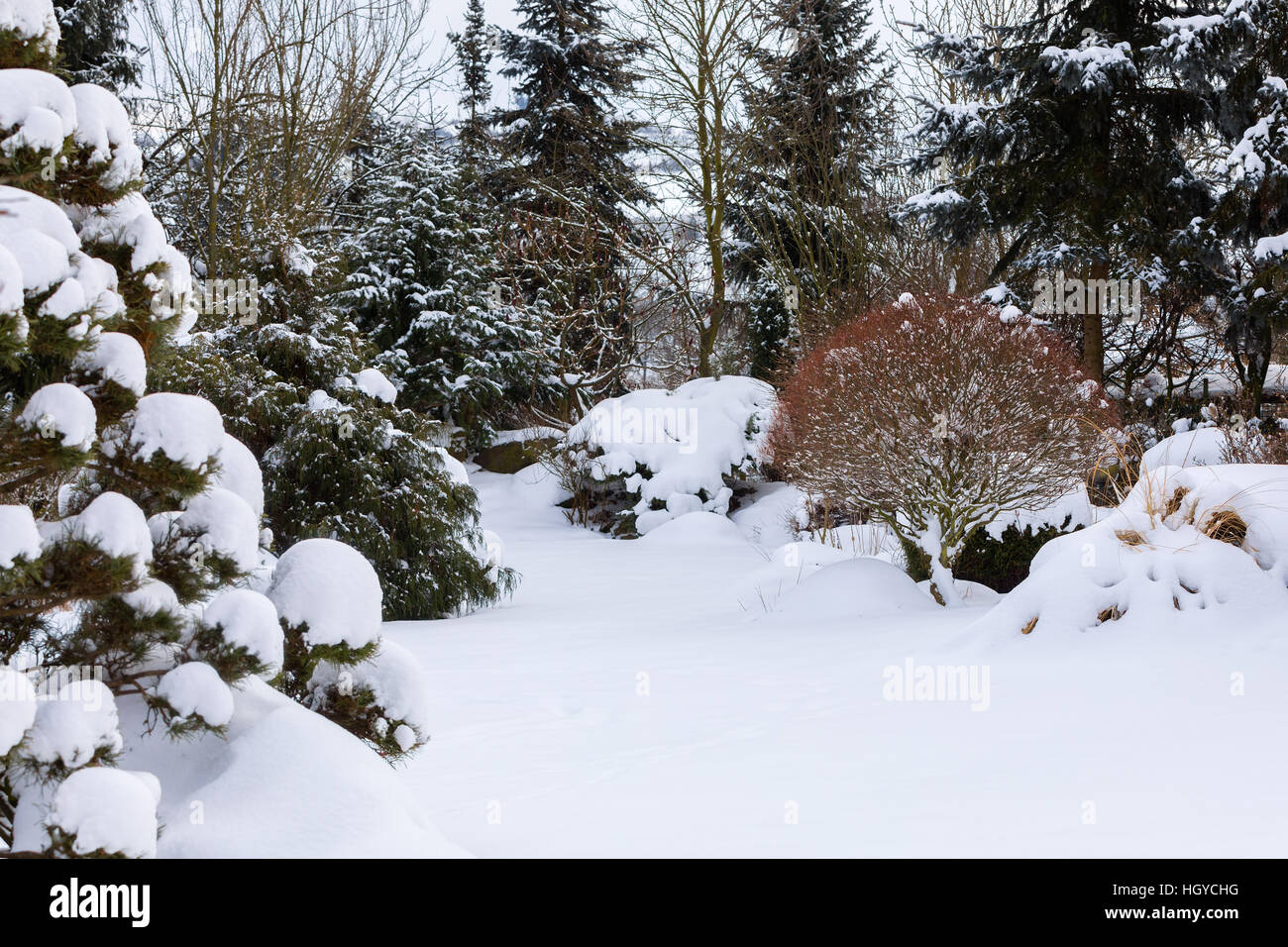 Beautiful evergreen winter garden with conifers and trees covered by ...