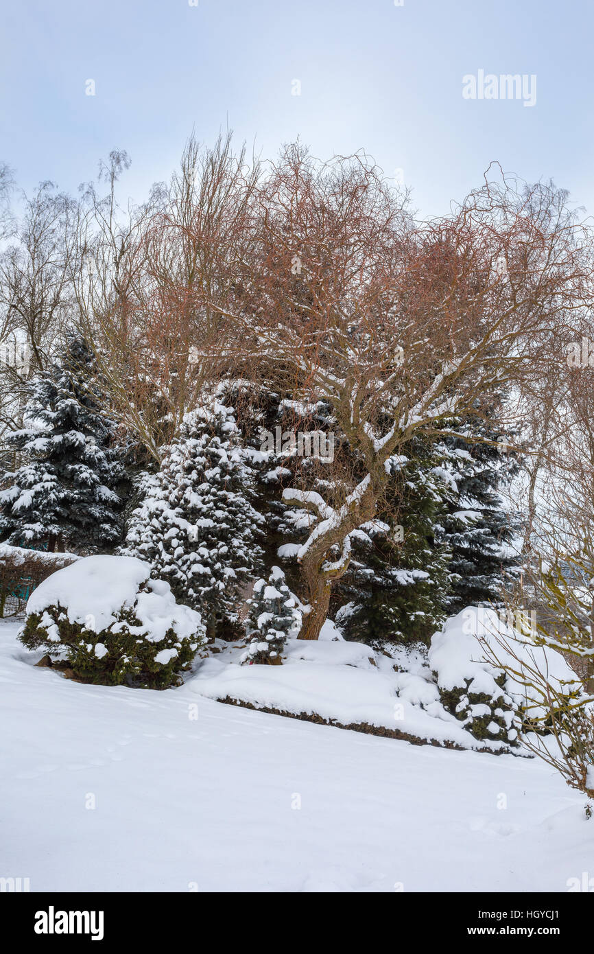 Beautiful evergreen winter garden with conifers and trees covered by ...