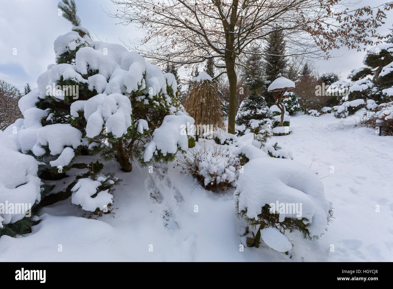 Beautiful evergreen winter garden with conifers and trees covered by ...