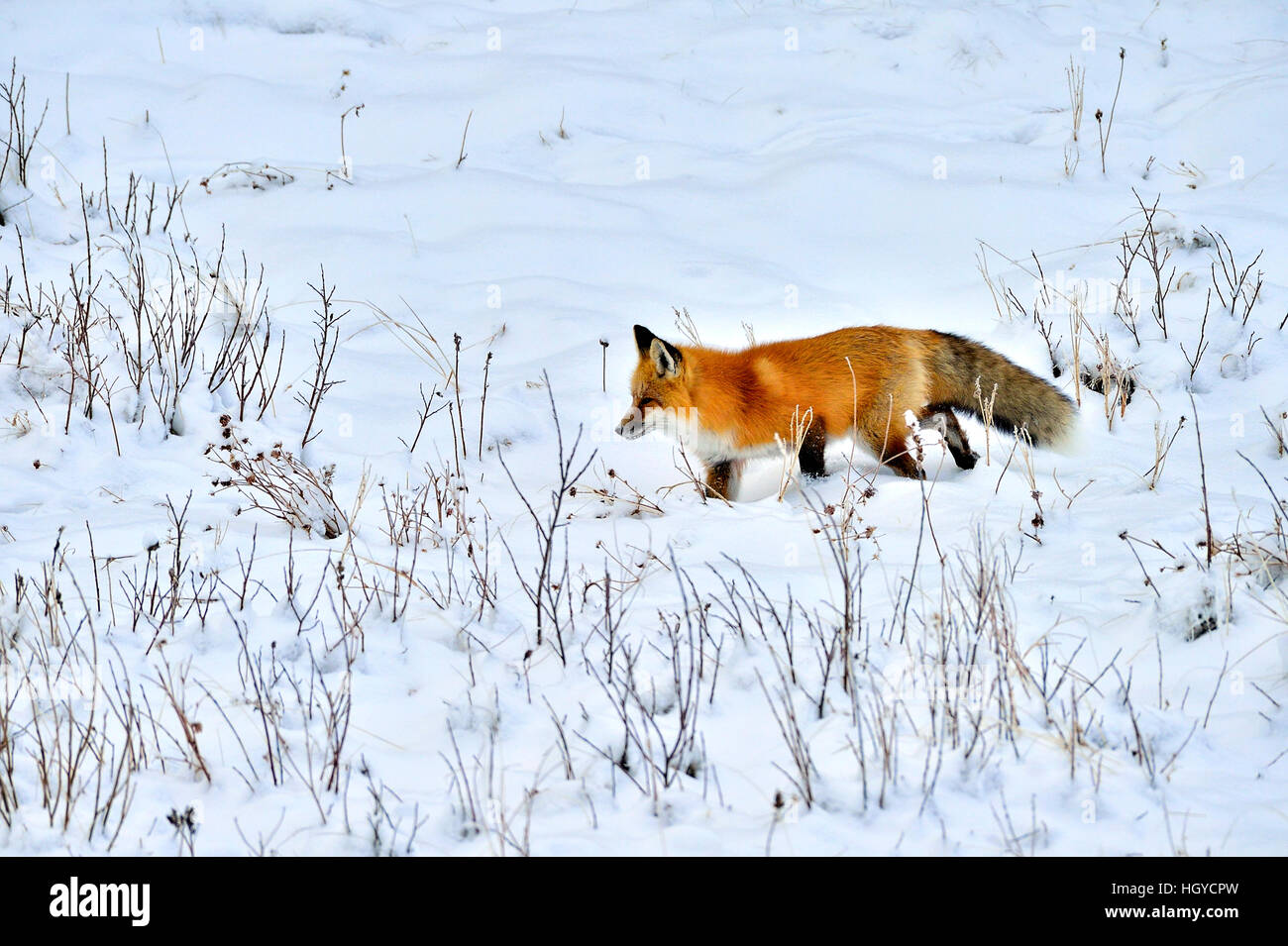 A red fox 'Vulpes vulpes'; out hunting in the winter snow in Alberta ...