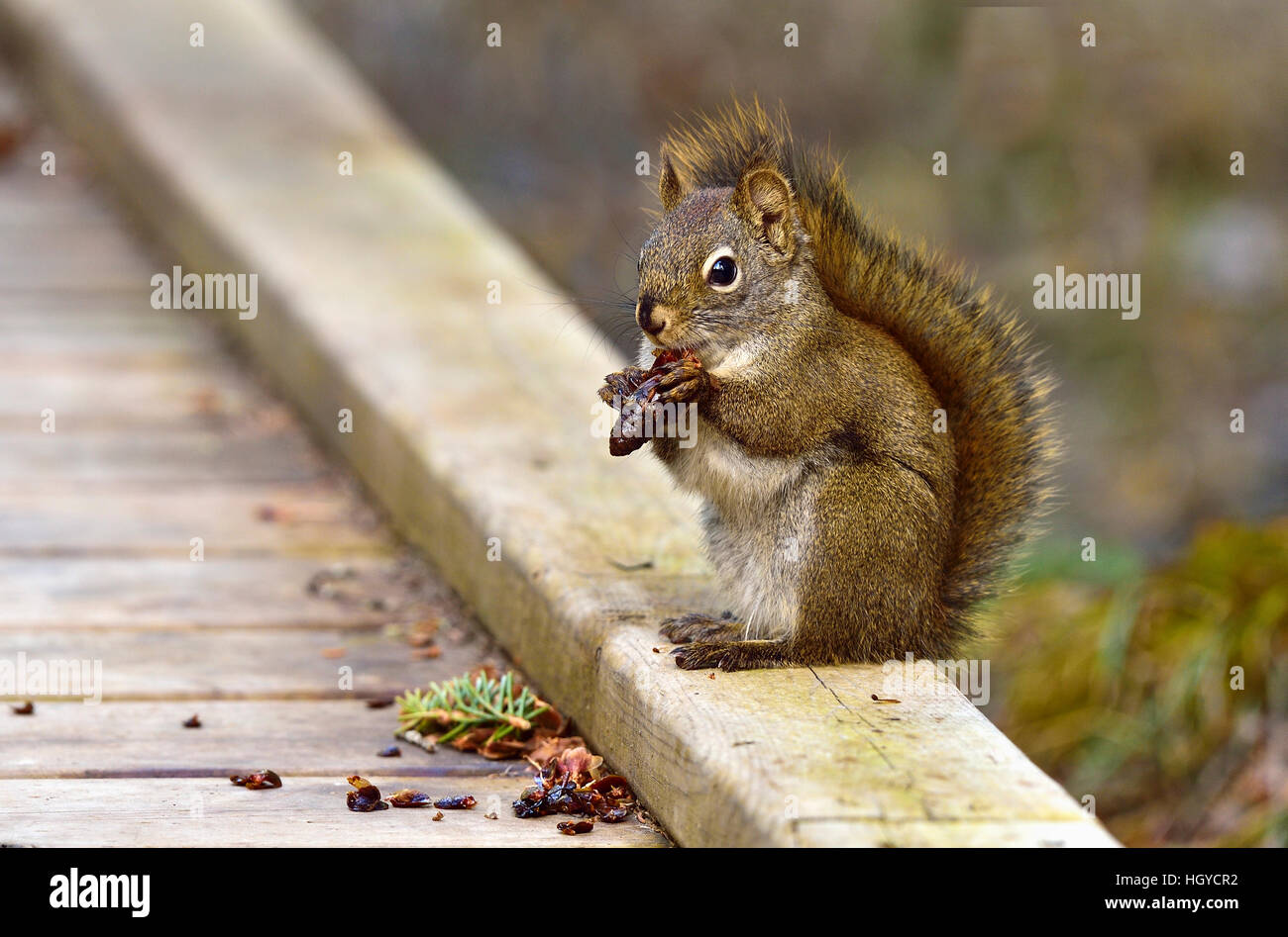 Close up squirrel sitting on hi-res stock photography and images - Alamy