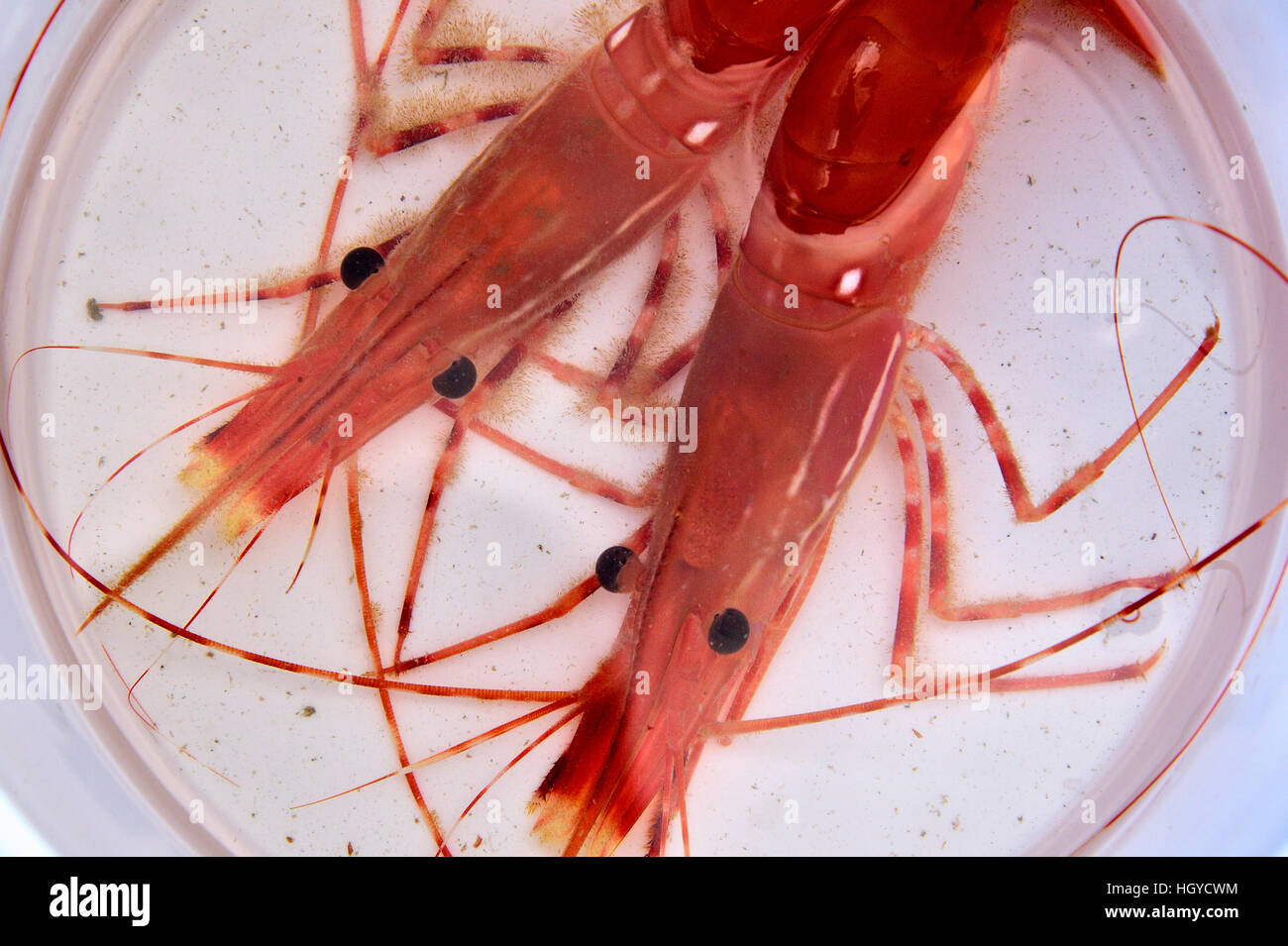 Spot prawn hi-res stock photography and images - Alamy