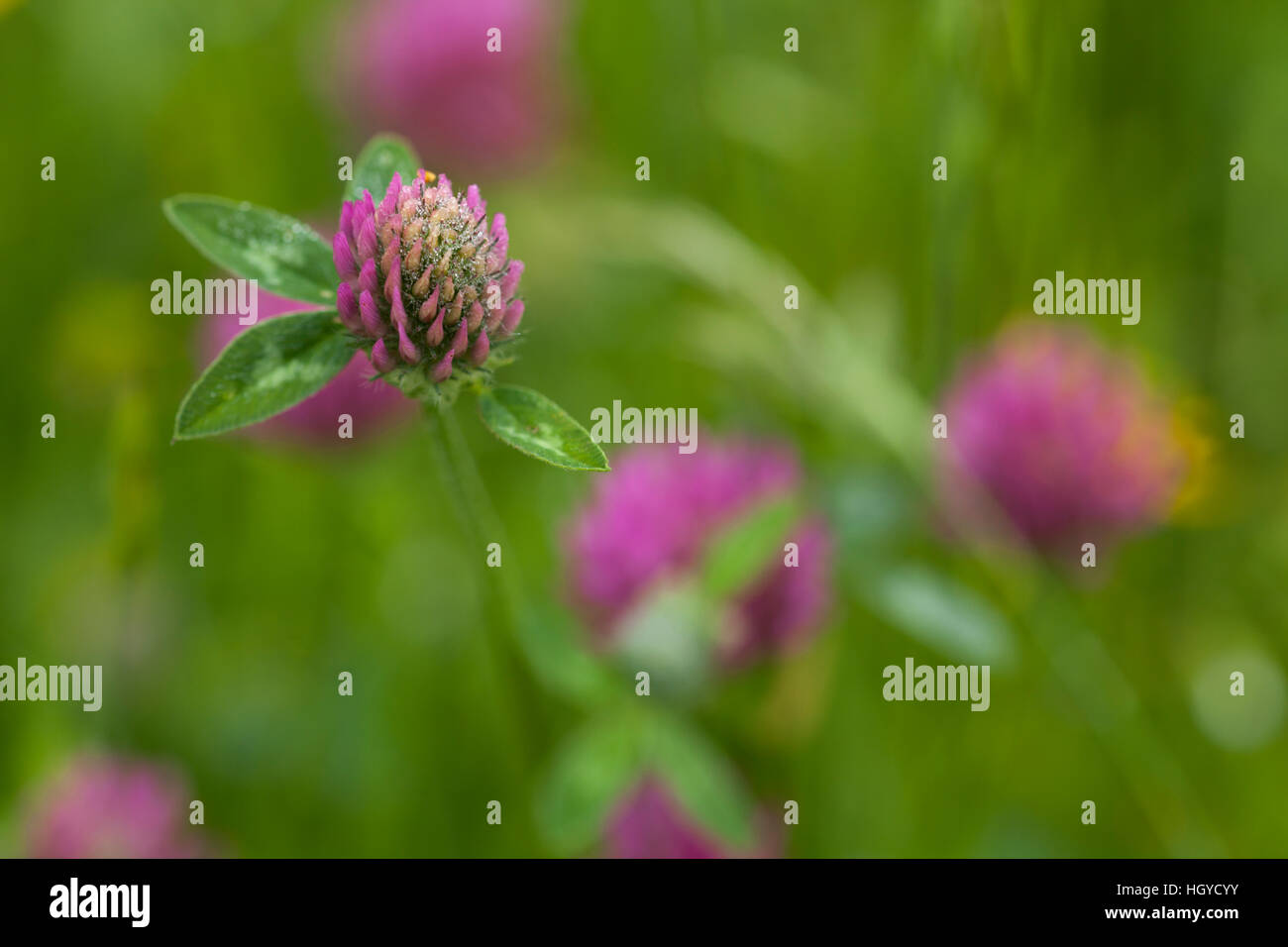 Trifolium pratense growing hi-res stock photography and images - Alamy