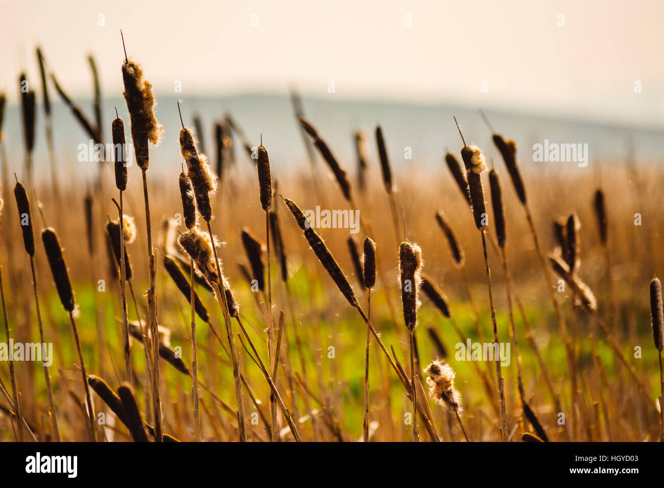 Bulrush flower hi-res stock photography and images - Alamy