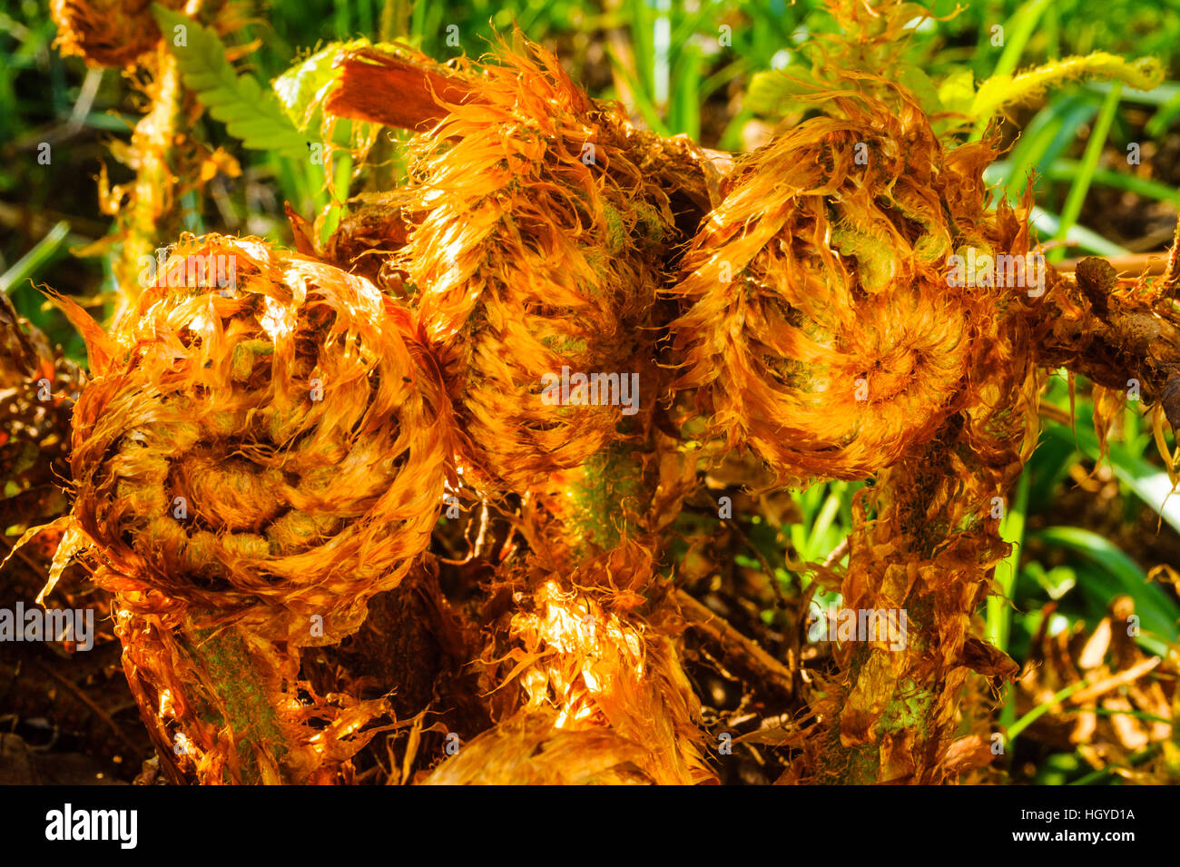 Unfurling fronds of Common Male fern Dryopteris filix-mas in woods near ...
