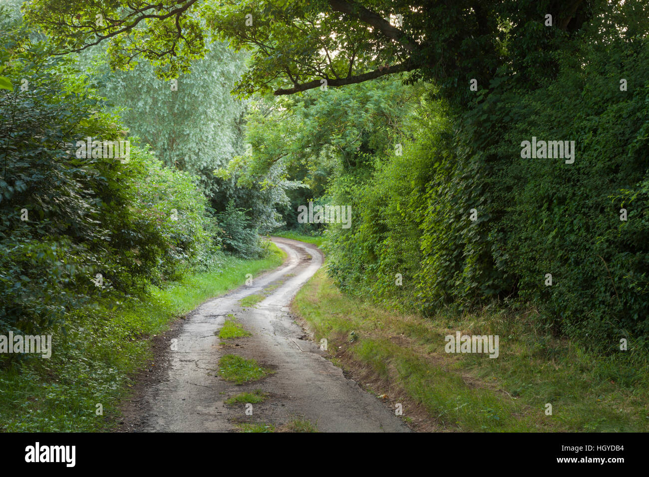 Sycamore hedge hi-res stock photography and images - Alamy