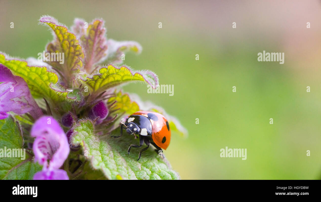 Dead ladybug hi-res stock photography and images - Alamy