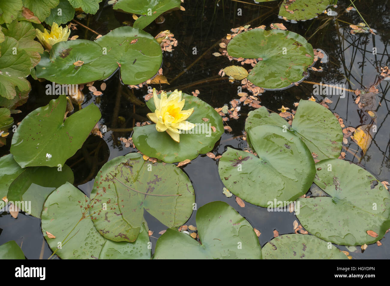 Yellow lotus hi-res stock photography and images - Alamy