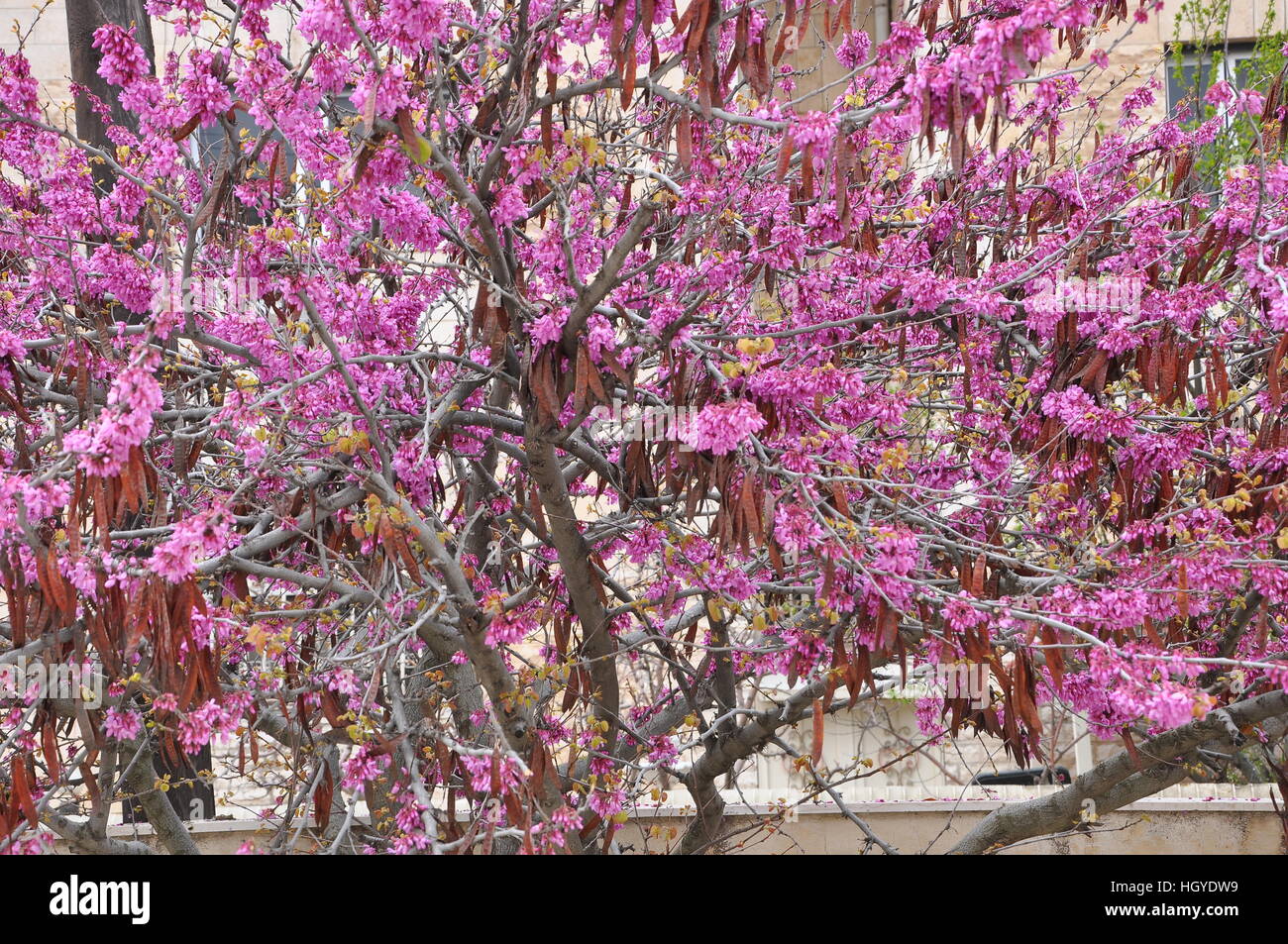 purple Judas tree Stock Photo - Alamy