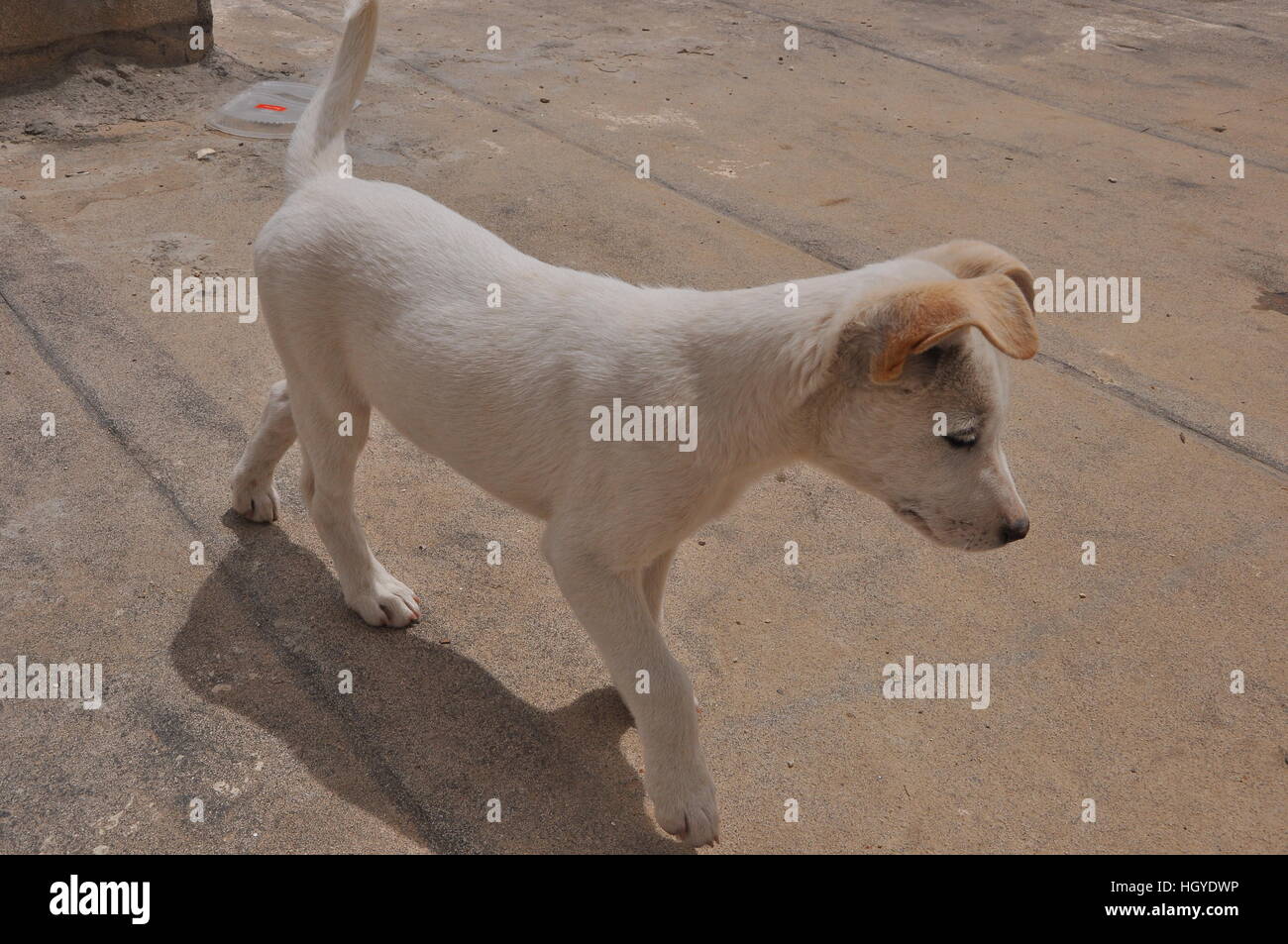 Labrador half breed hi-res stock photography and images - Alamy