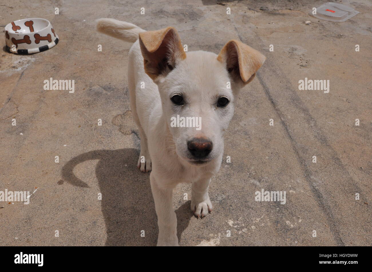 Labrador half breed hi-res stock photography and images - Alamy