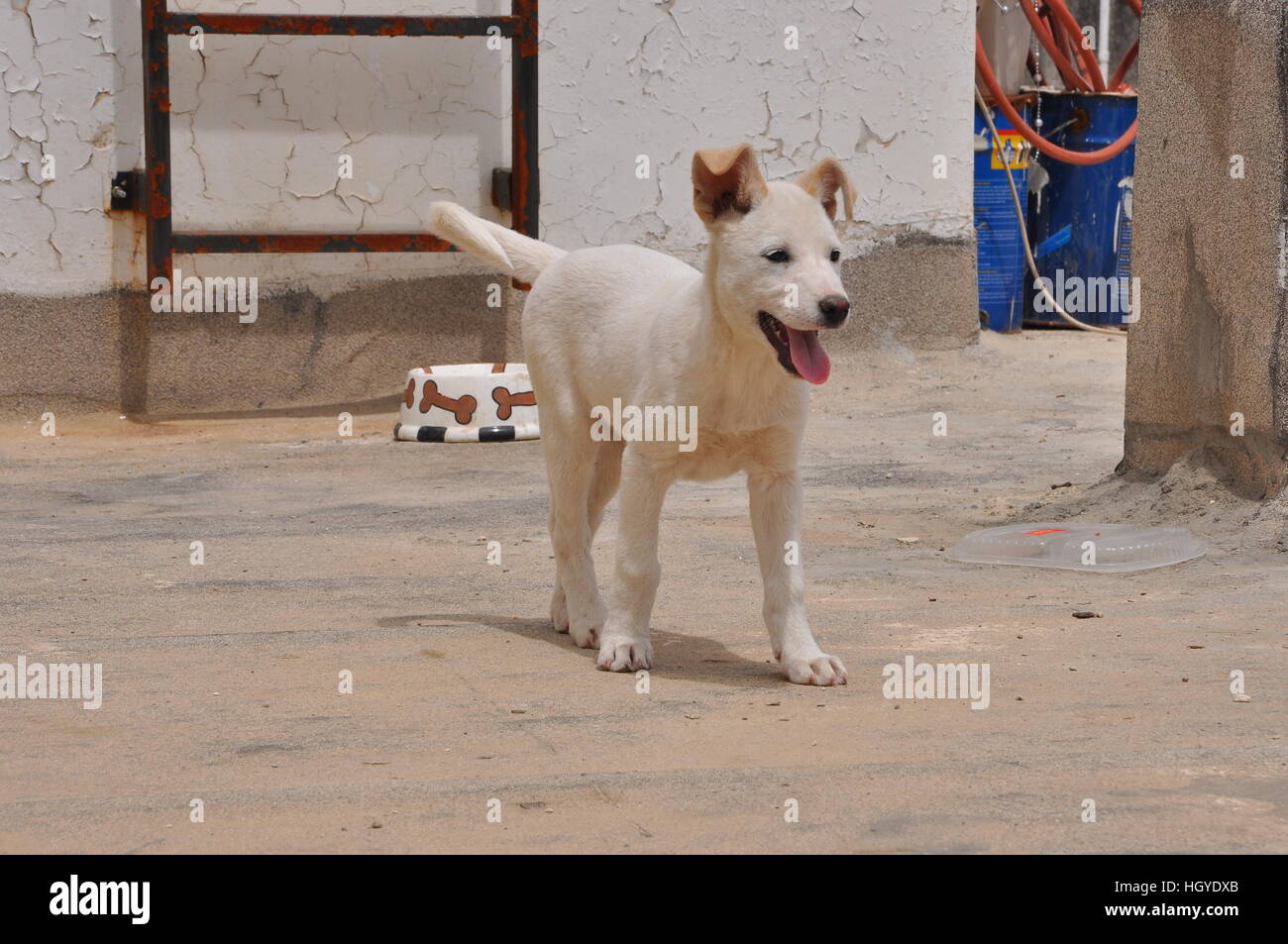 Labrador retriever mongrel hi-res stock photography and images - Alamy