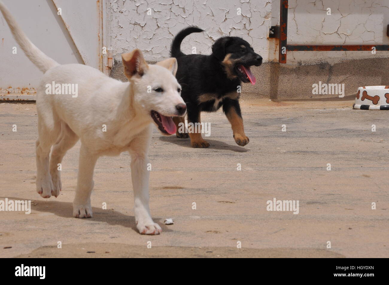Two dogs running hi-res stock photography and images - Alamy