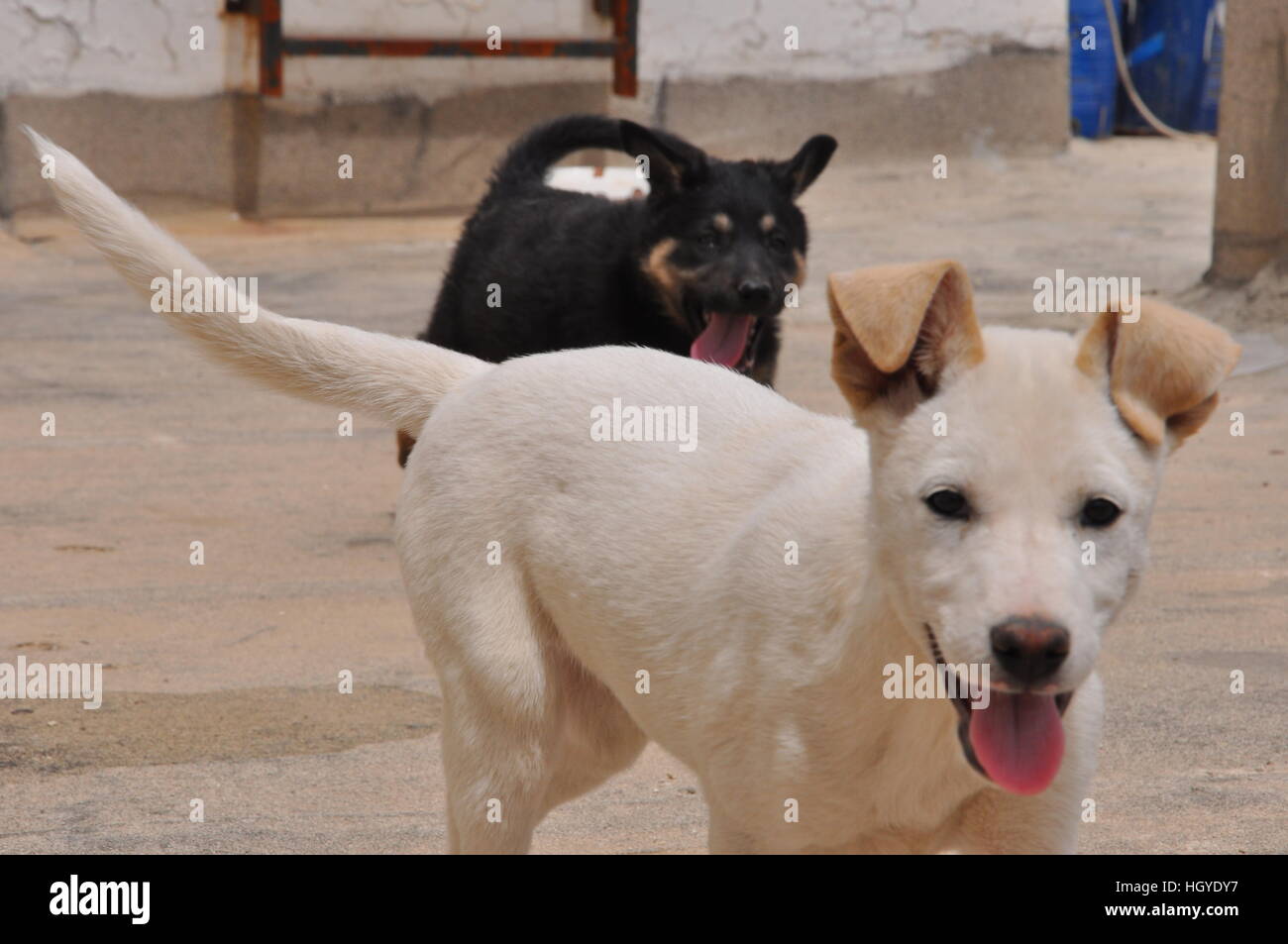 Two dogs running Stock Photo - Alamy